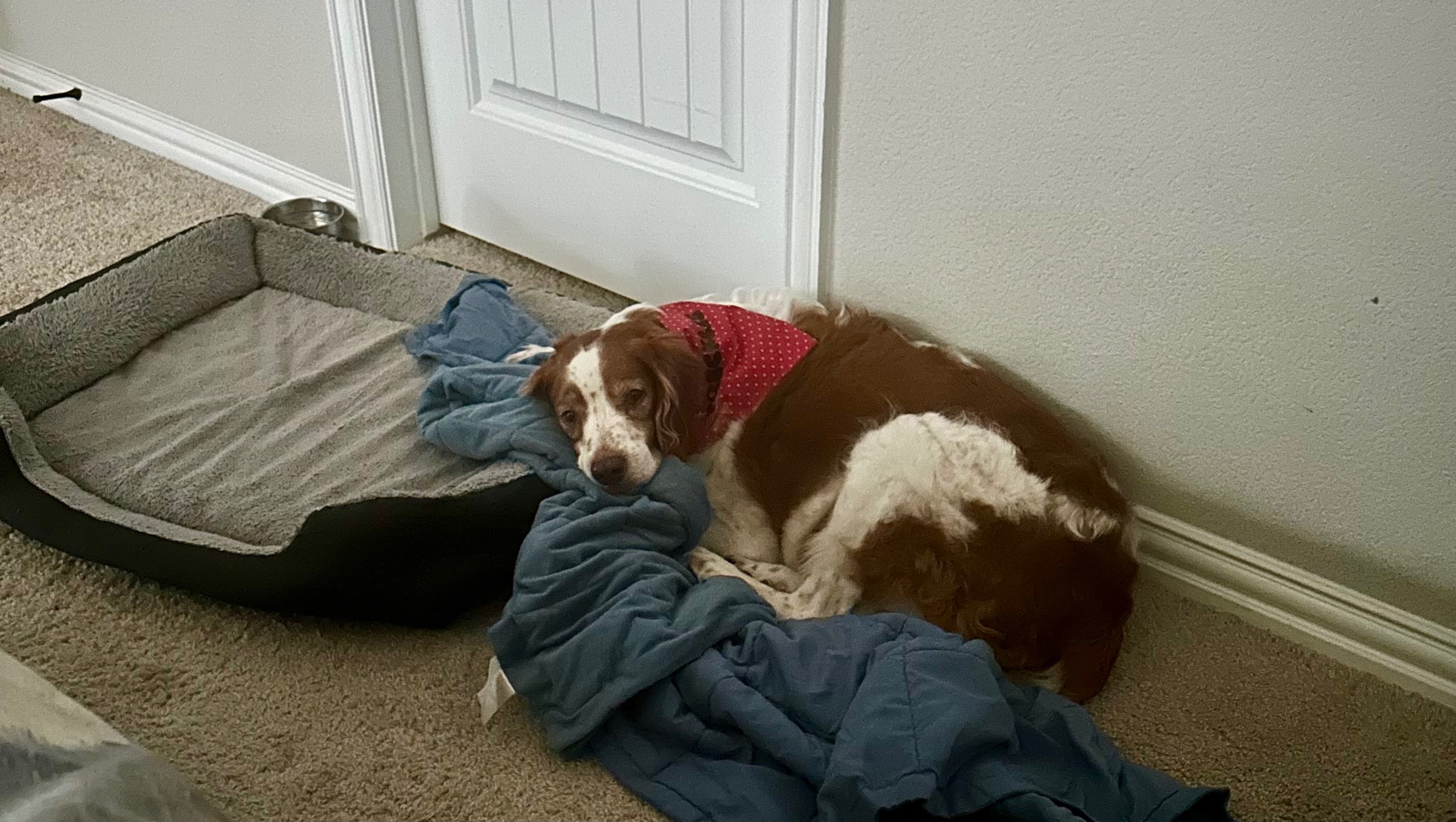 Fundraiser by Nicole Jones : Help Freckles Overcome Her Medical Crisis