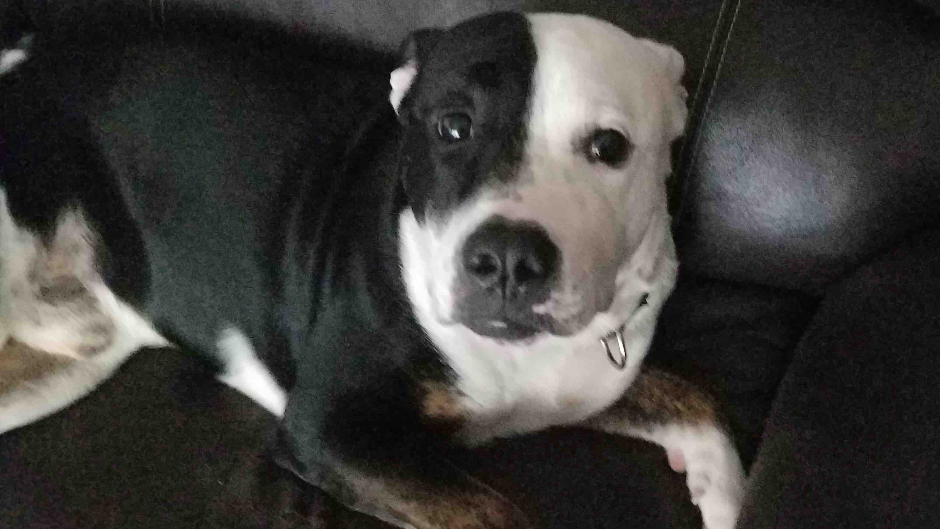 Fundraiser by Nathan Burgess : Quincy Boy - Best Friend Blessing