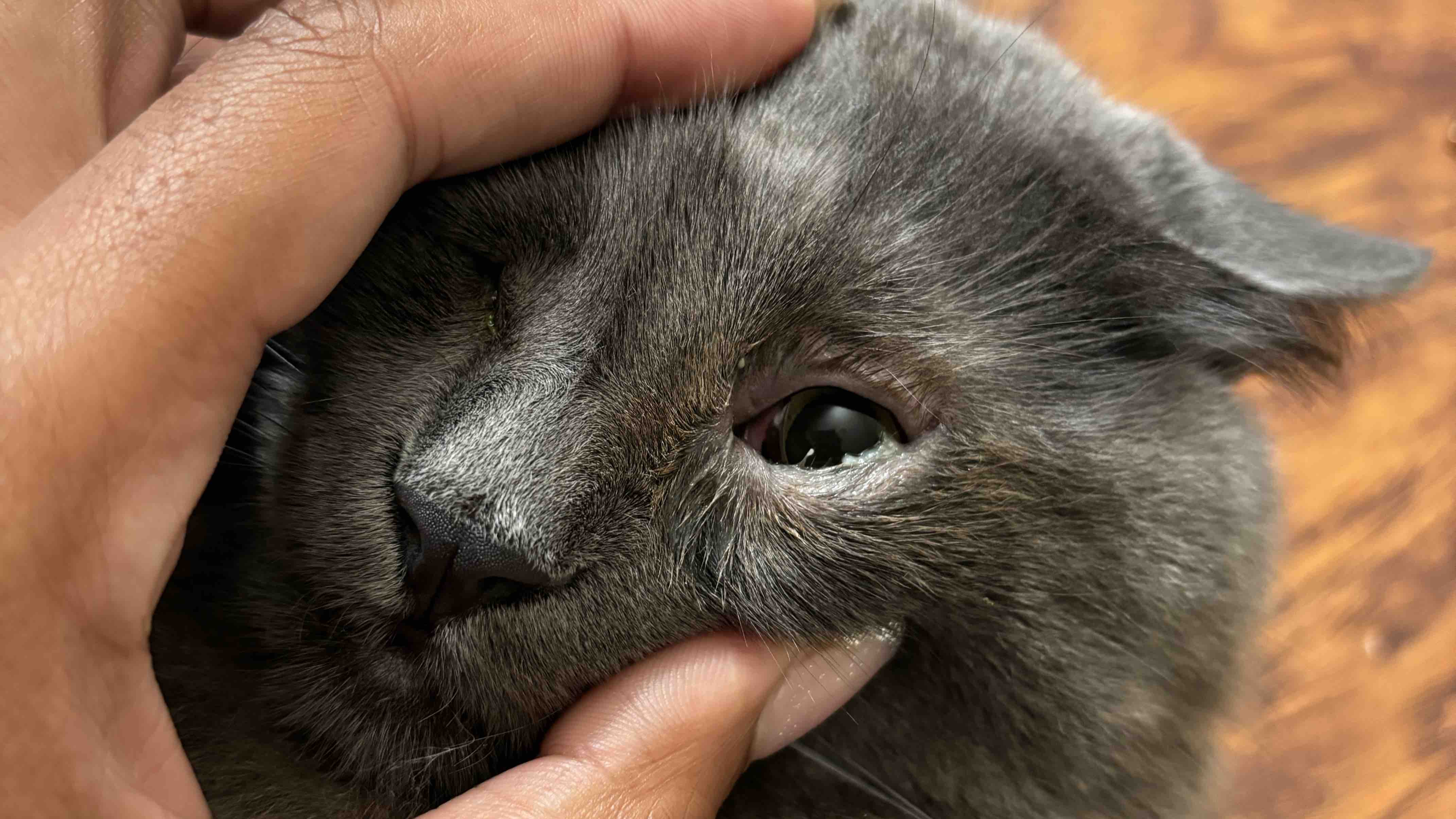 Fundraiser by Qawiyah Harmon : Pepsi's surgery