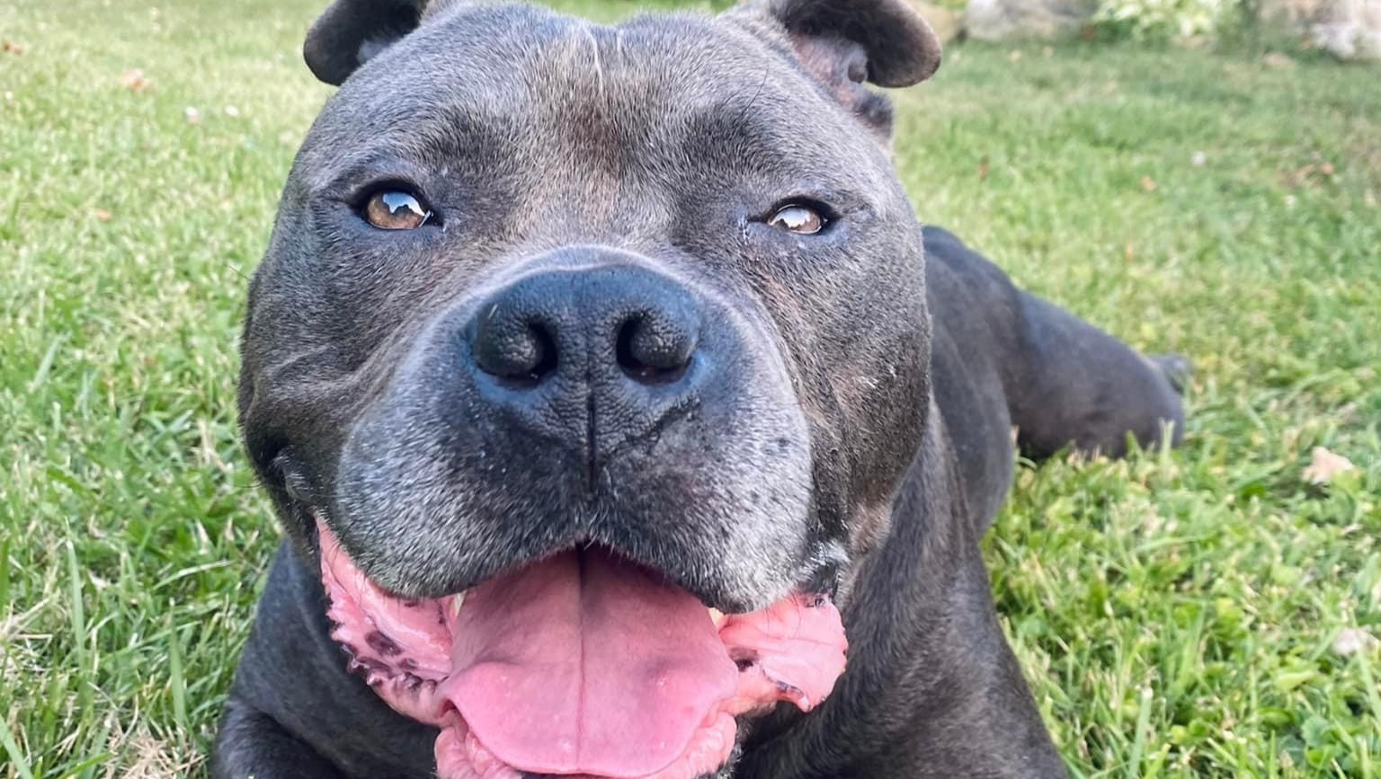 Fundraiser for Maurice Jessie by Tiona Rice : Help Lox Overcome His ...