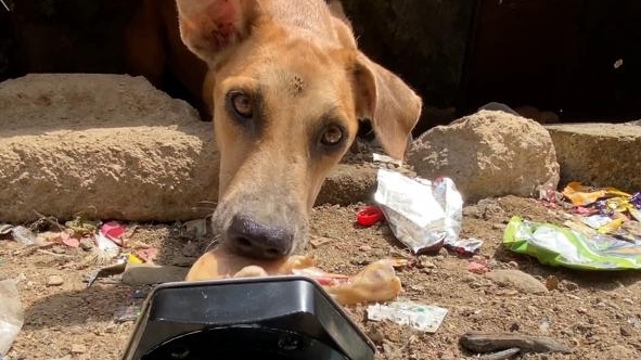 Fundraiser by Feeding on wheels : Help poor animals