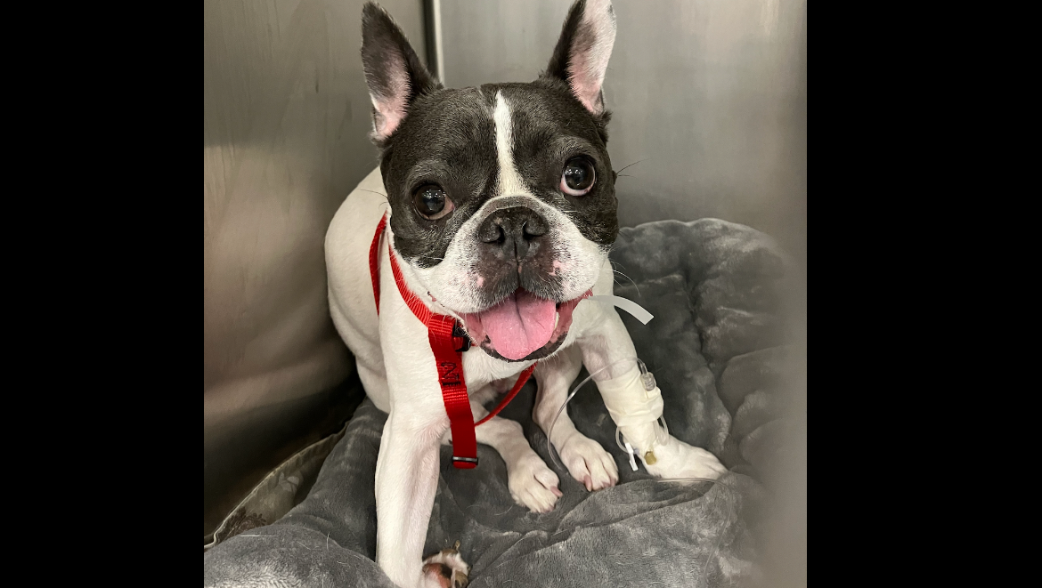Fundraiser by Anthony Lopez : Support Klowee the Frenchie’s Surgery to help her walk again