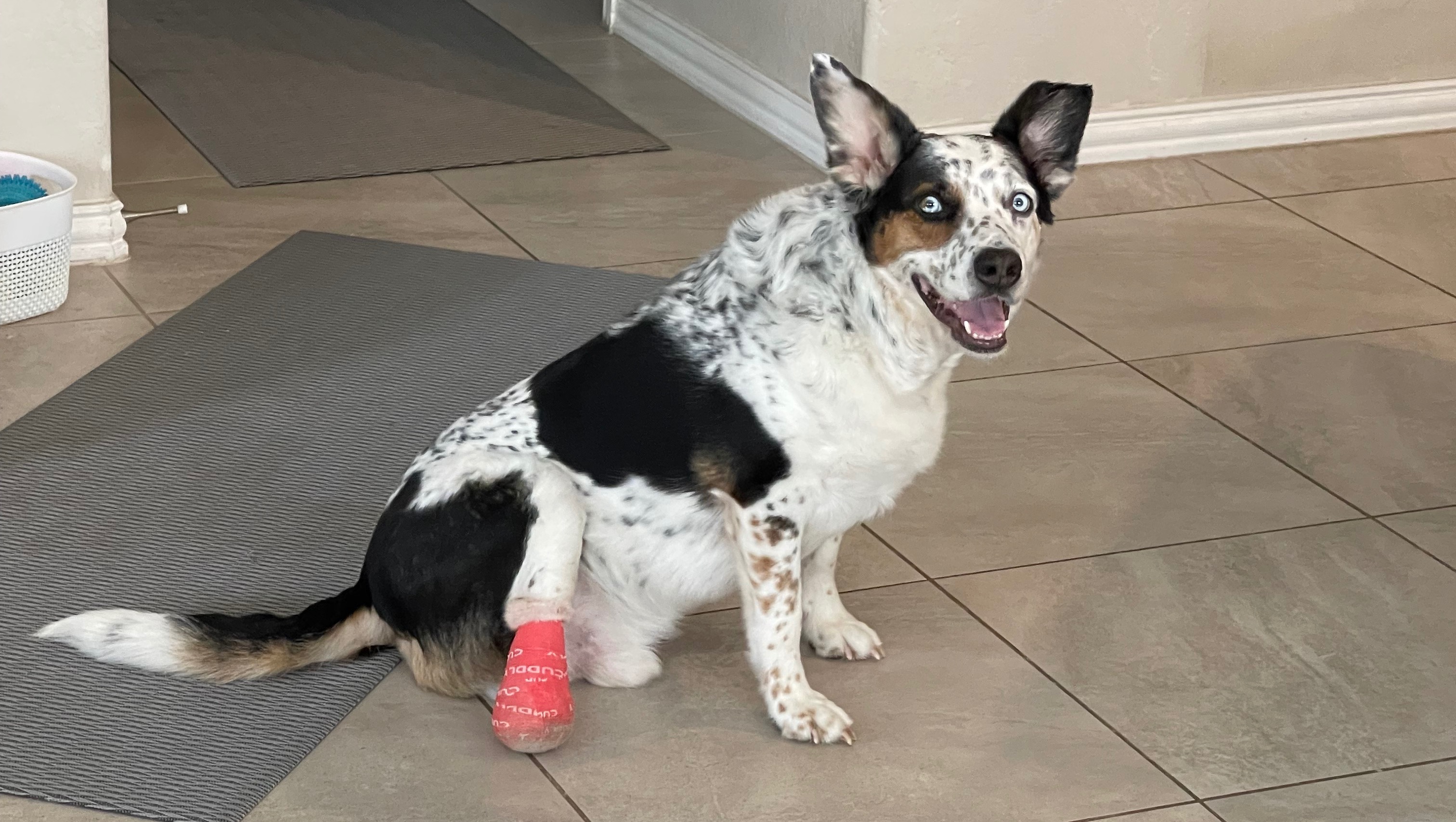 Fundraiser by Kim Ruff : Help Lt. Dan get back on his feet!