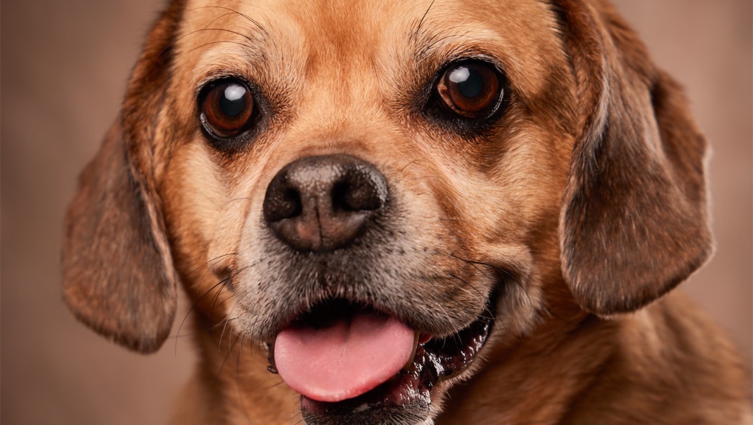 Fundraiser by Kiki McGough : Please support Watson’s medical crisis