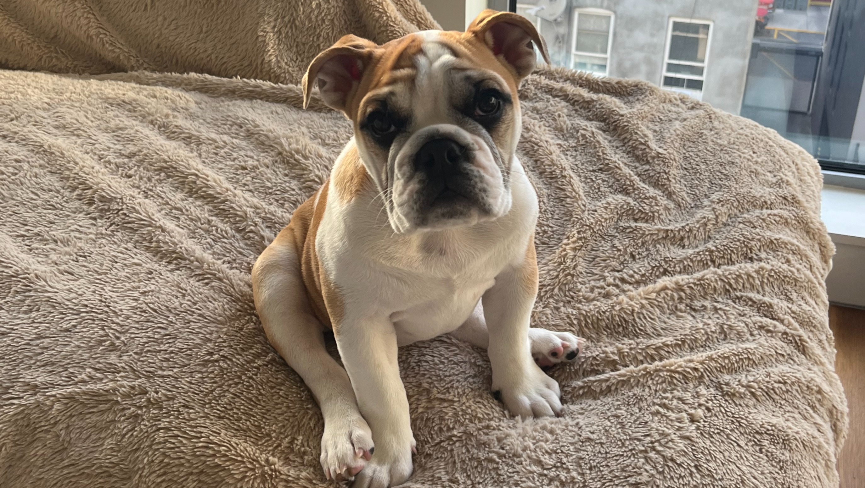 Fundraiser by Collin Theroux : Support our Journey to save Dolly's life