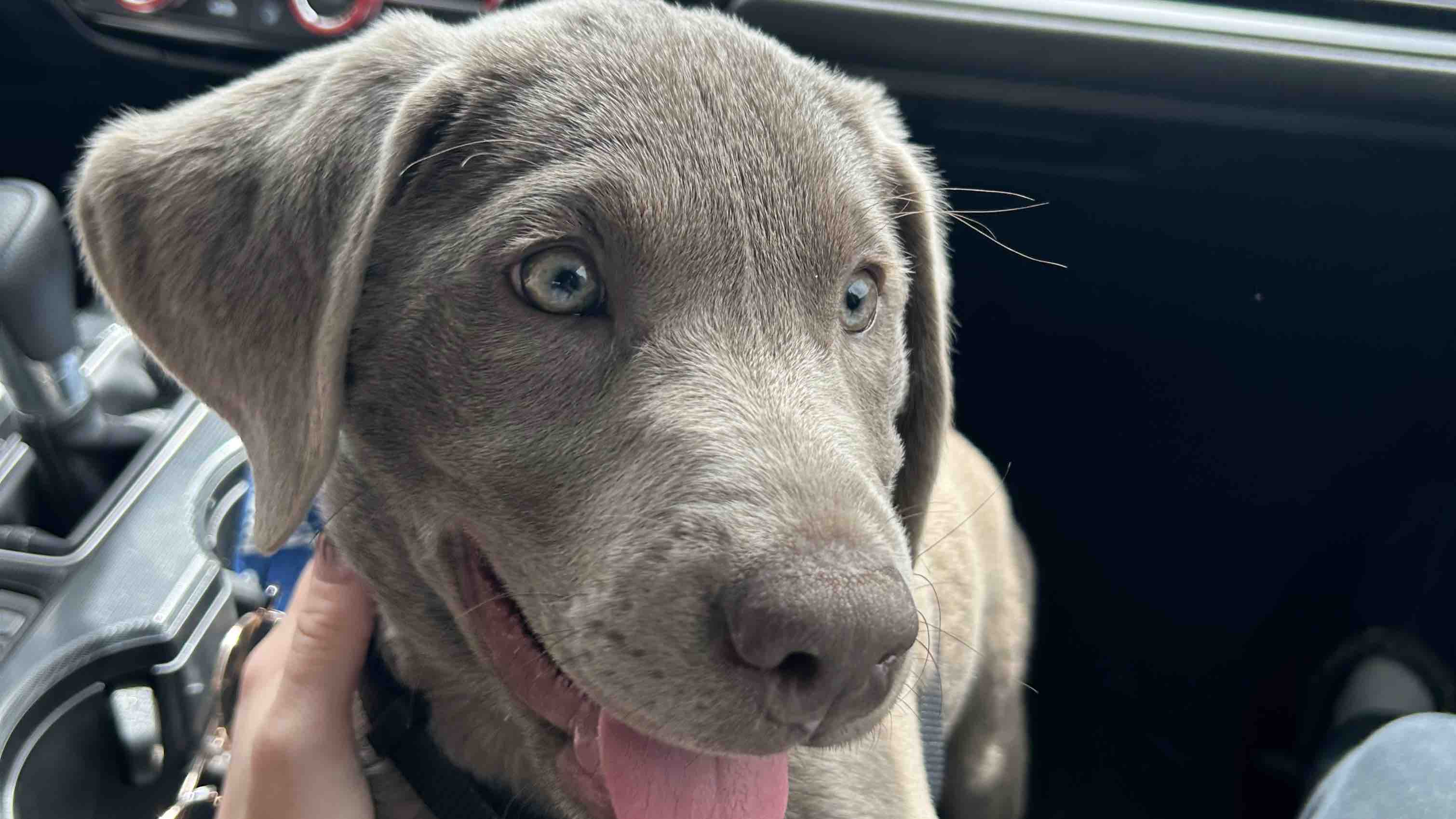 Fundraiser by Vanessa Taylor : Help raise money for moose’s medical bill