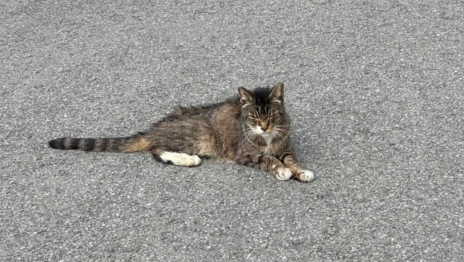 Fundraiser by Simba Foundation : Raising funds for Manny