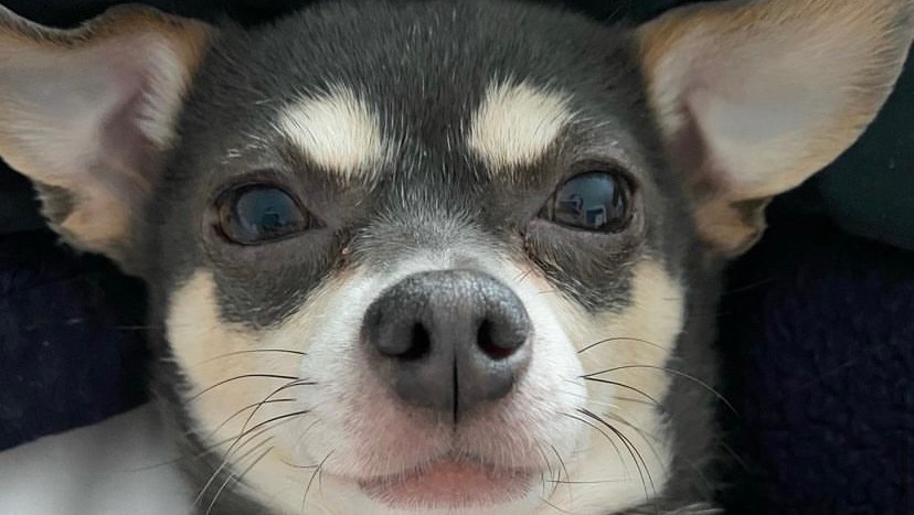 Fundraiser by Gabrielle Ritchie : Emergency surgery needed