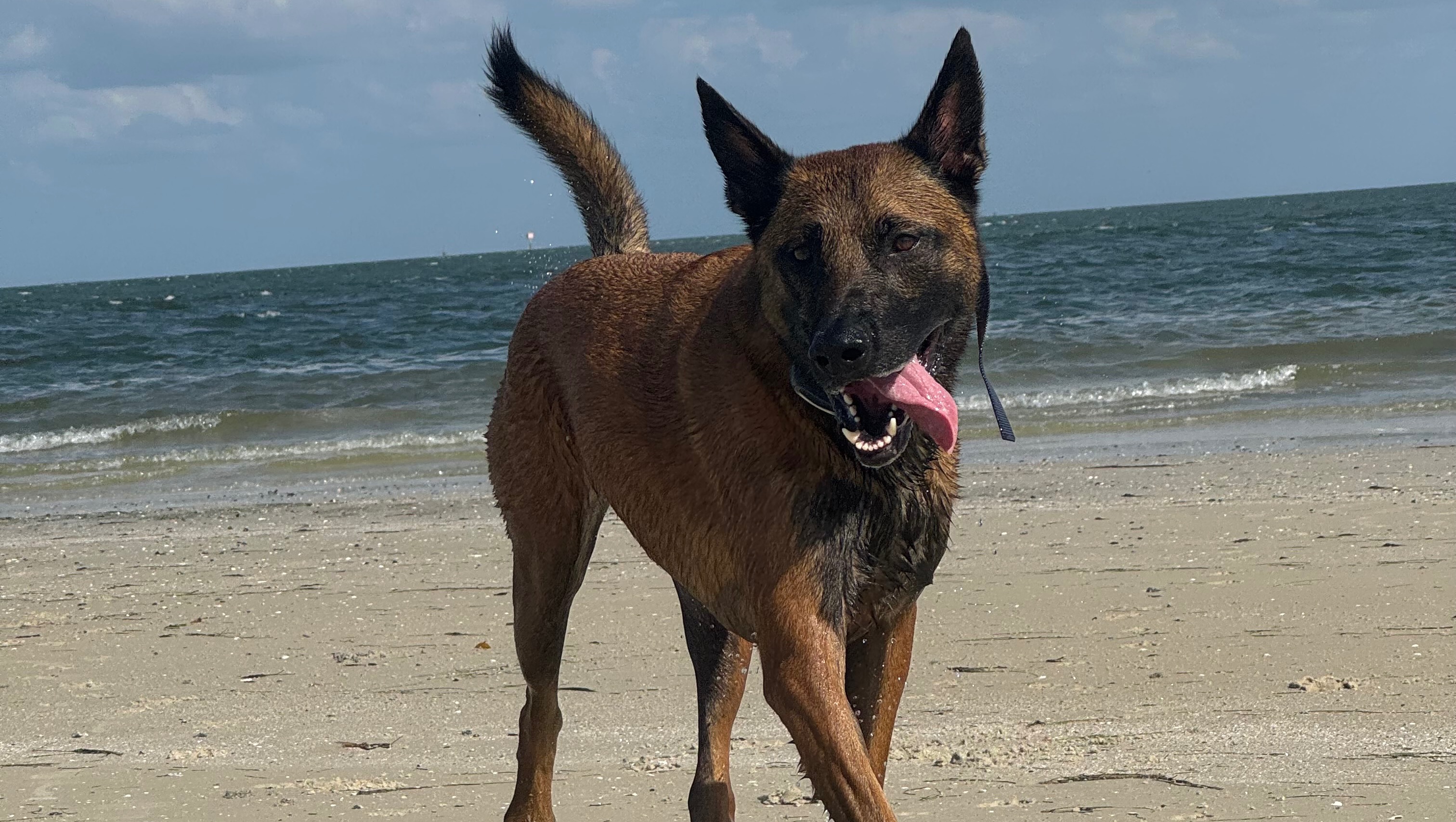 Fundraiser by Amber Jameson : Help Reno Bean Regain His Strength