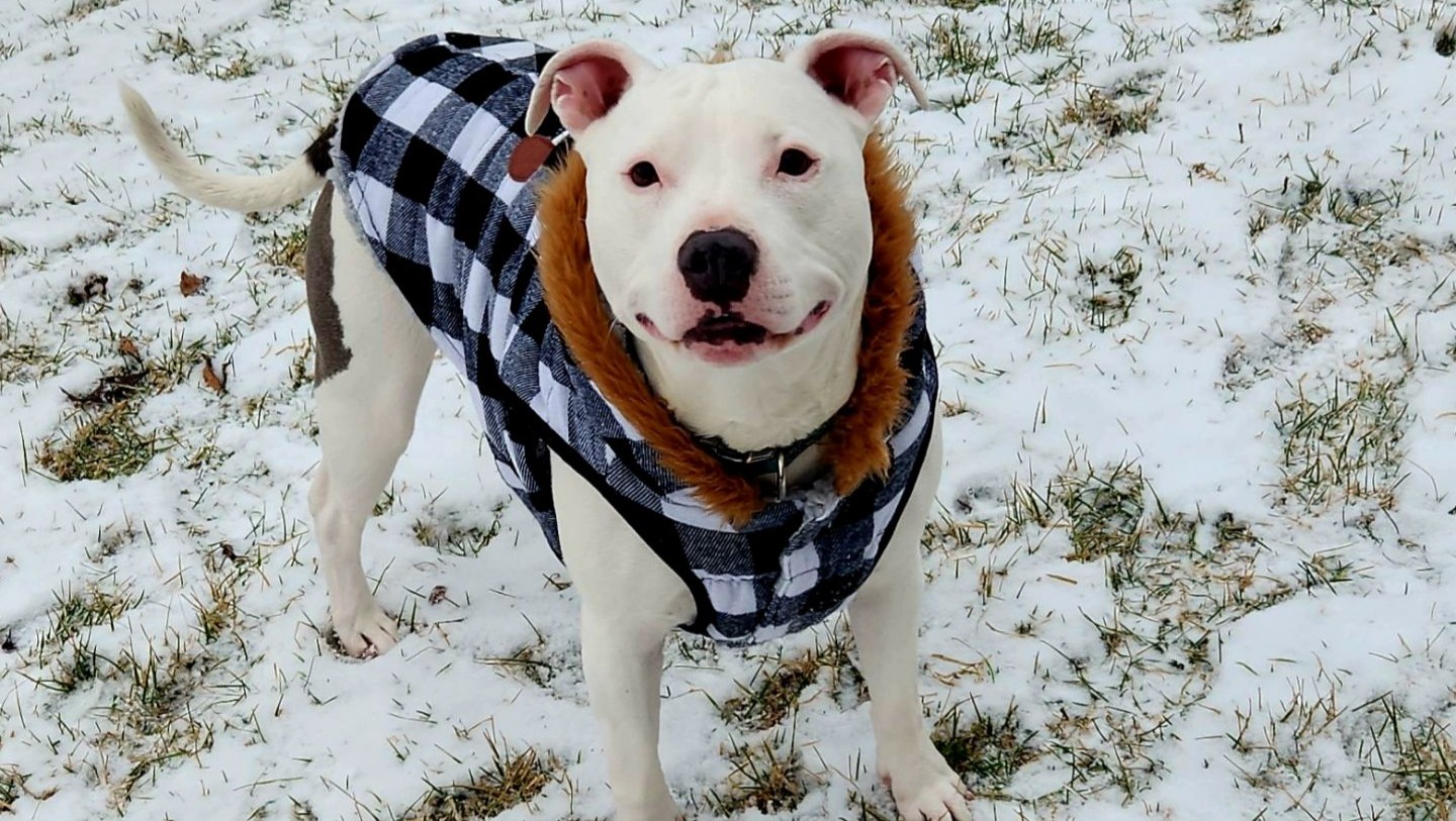 Fundraiser by Caleb Decker : Please help Nala bear get the surgery she ...