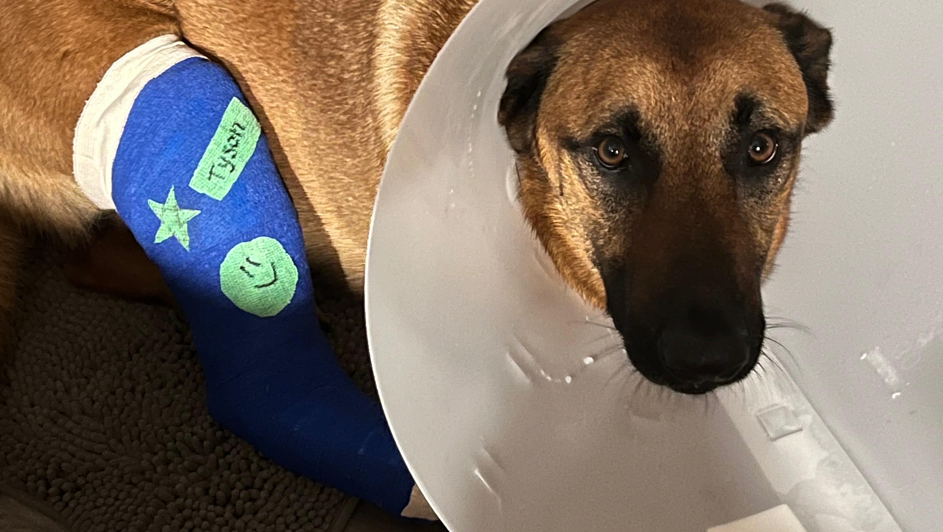 Fundraiser by Gwendalynn Ames : Help Tyson's Surgery and Save His Leg