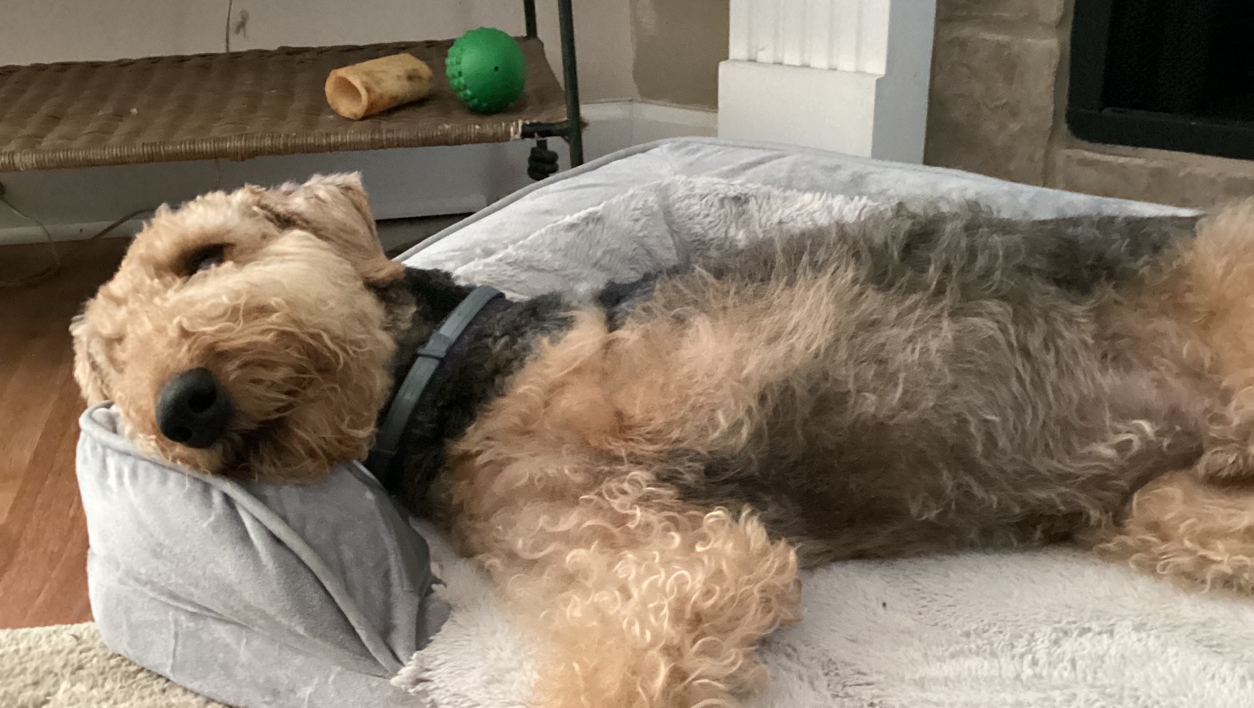 Fundraiser by Lisa Selph : Support Arthur's Ongoing Chemo and Vet Care