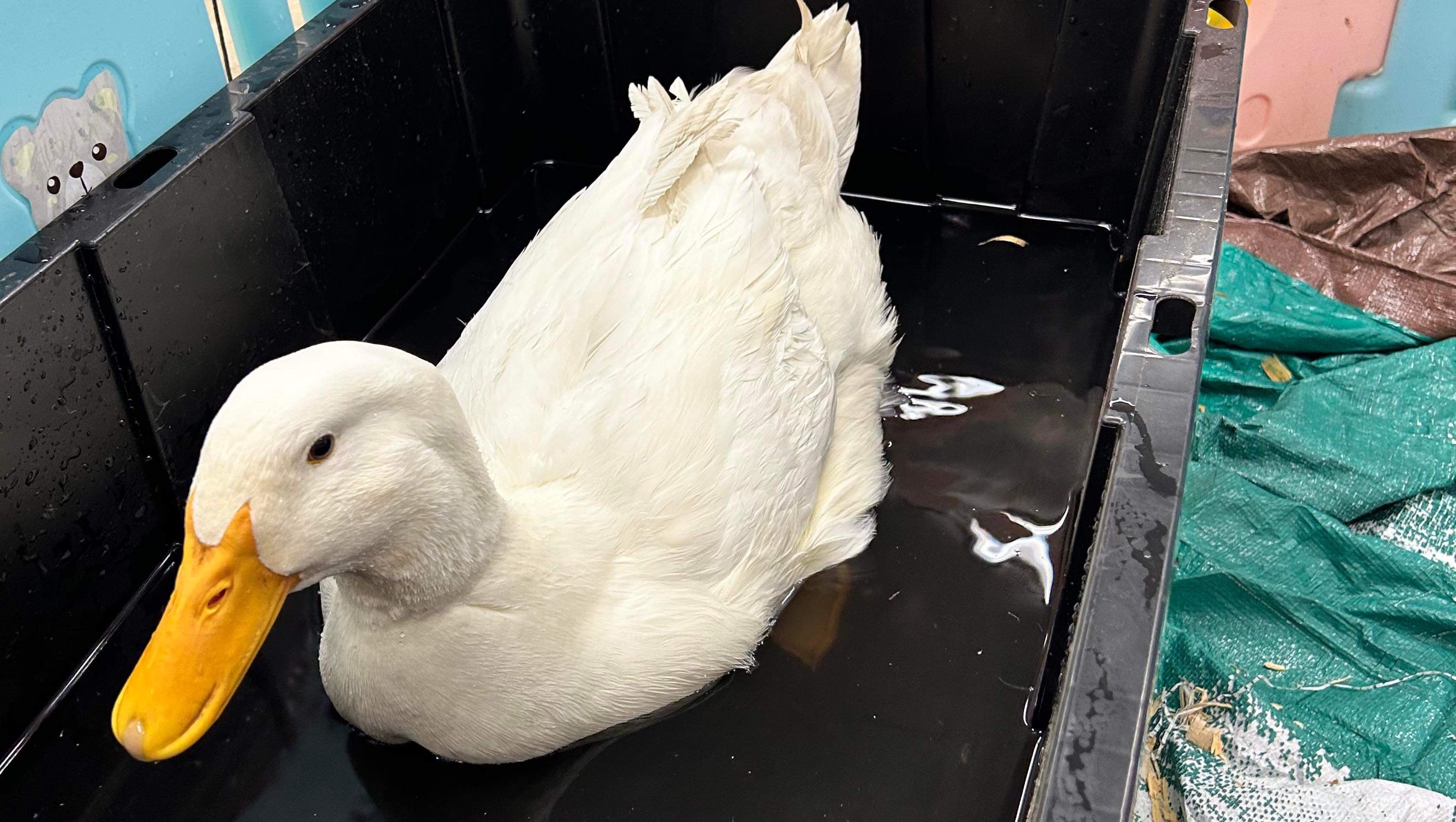 Fundraiser by Amanda Regan : Help Hughey the Duck Get Life-Saving Surgery