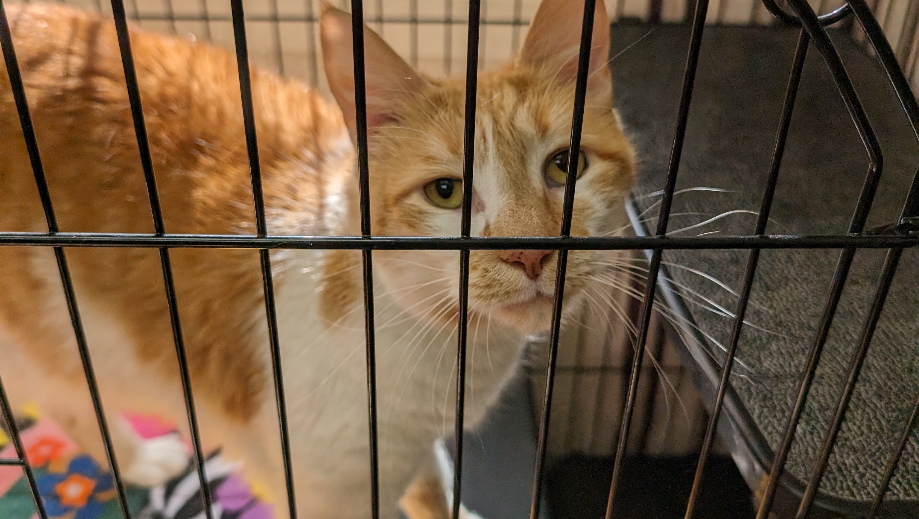 Fundraiser by Val Cabral : Help Mansfield Animal Shelter with Darren's ...