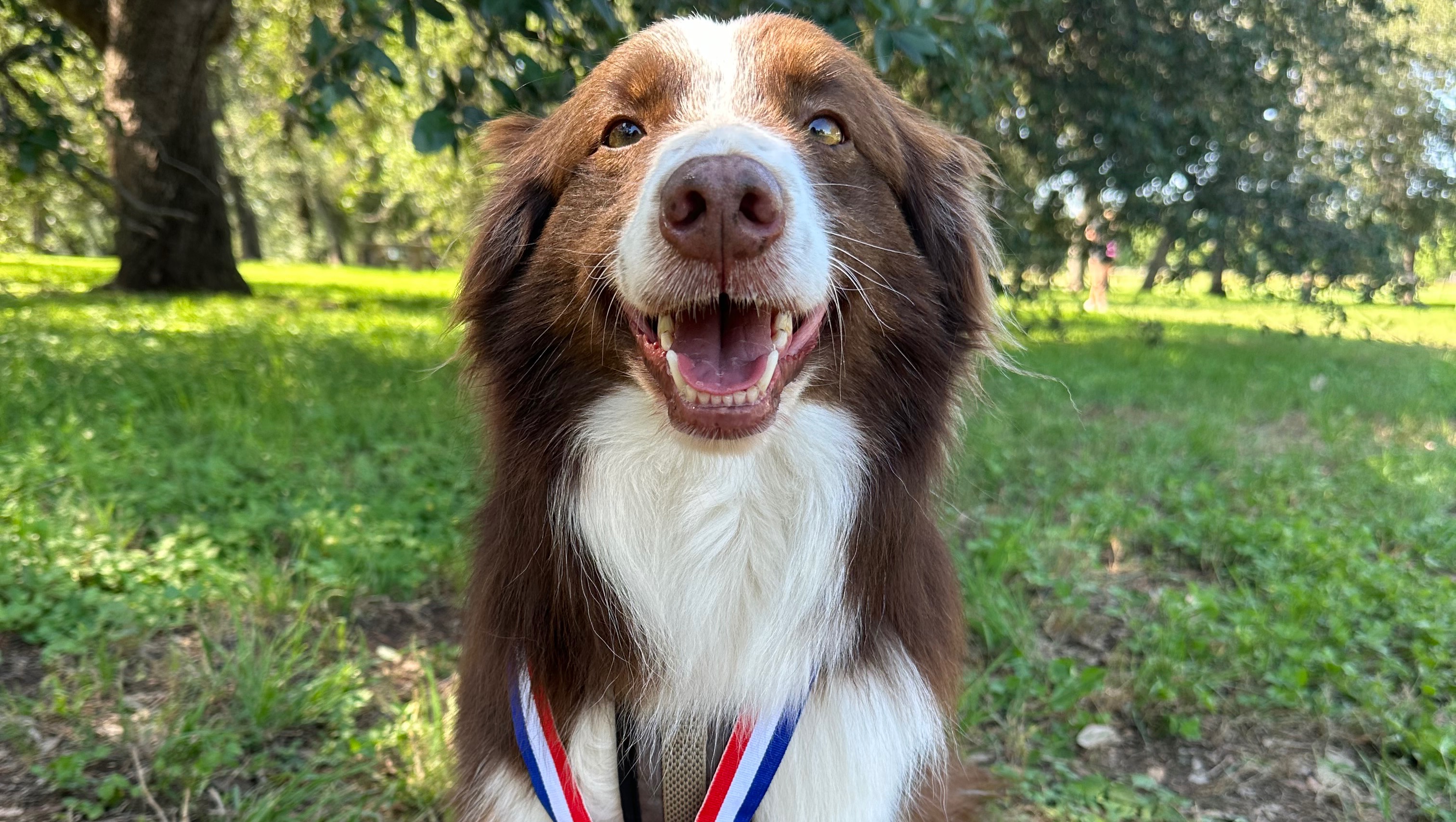 Fundraiser by Kim Funk : Save Finn's Leg: Urgent Surgery Needed