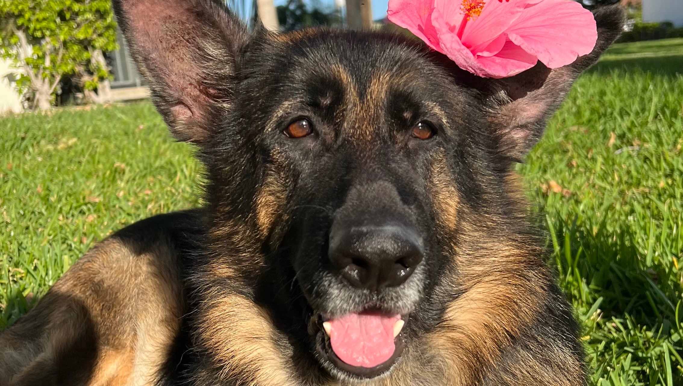 Fundraiser by Erica Cortes : Support Nala’s Fight Against Cancer