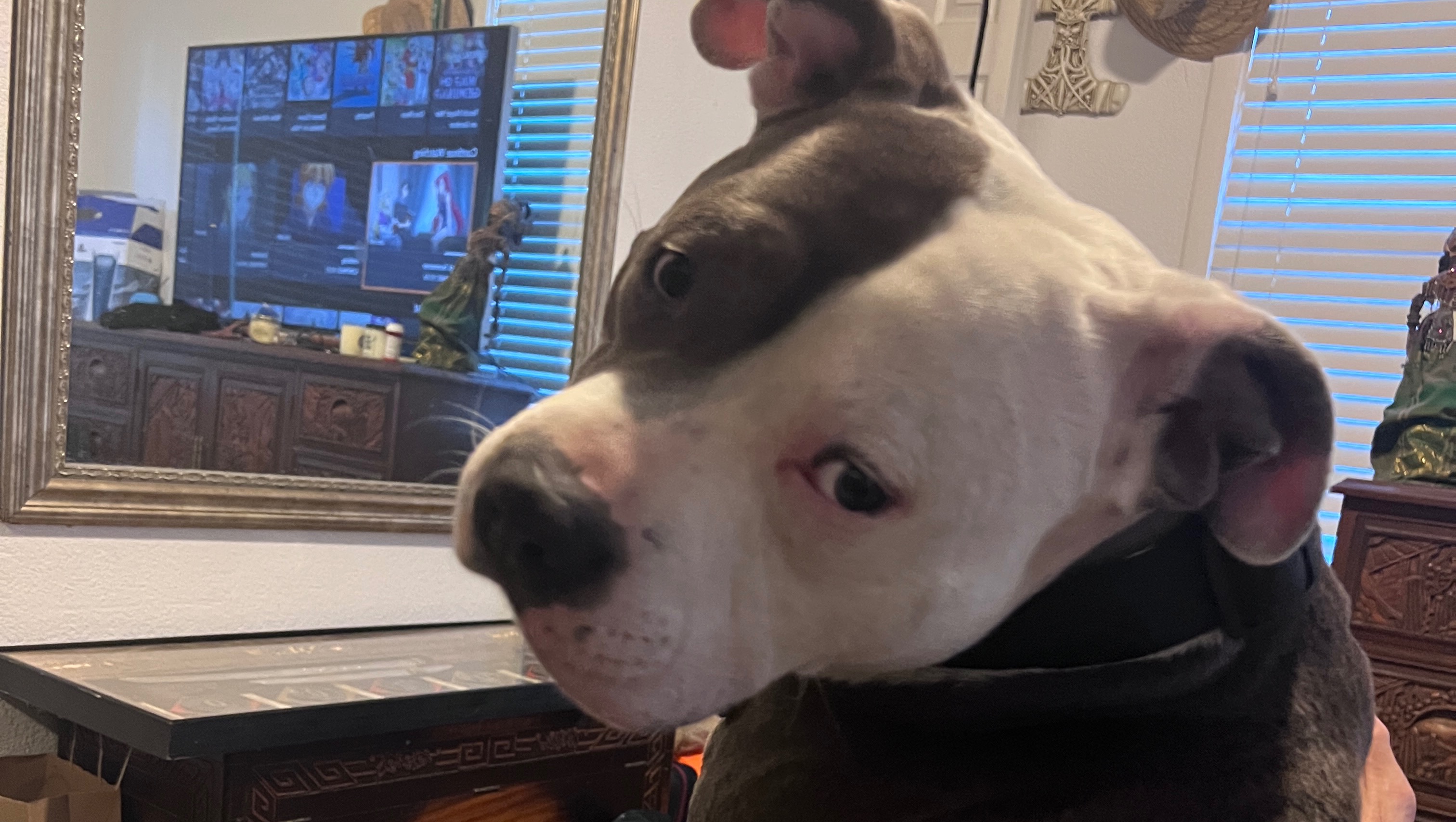 Fundraiser by Patrick Turpin : Save Bolder: Urgent Surgery Needed