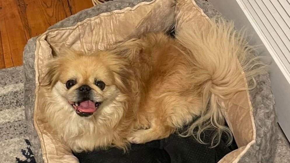 Fundraiser by Megh M : Support Roland's Tumor Removal and Care