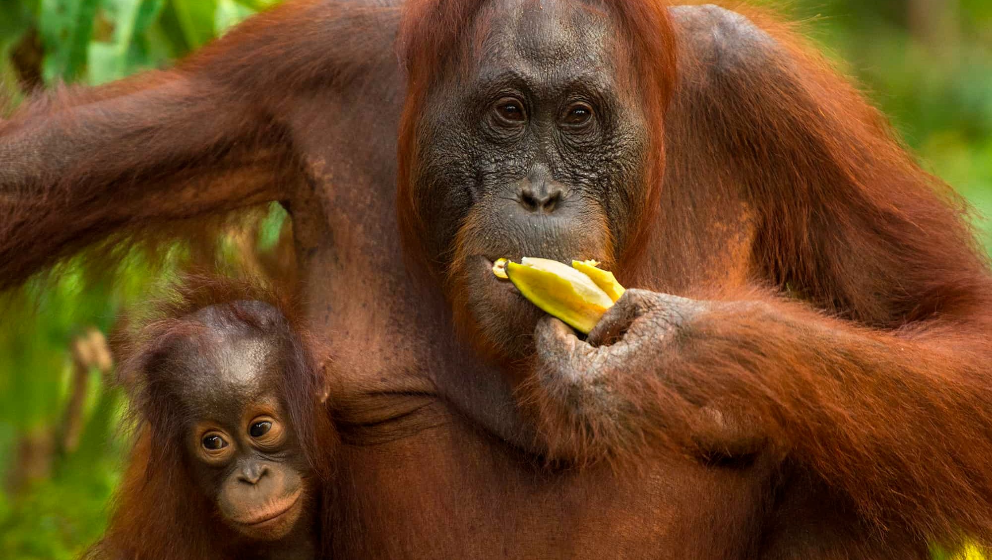 Fundraiser for Alistair Sutton by Lily Sutton : Borneo World Challenge