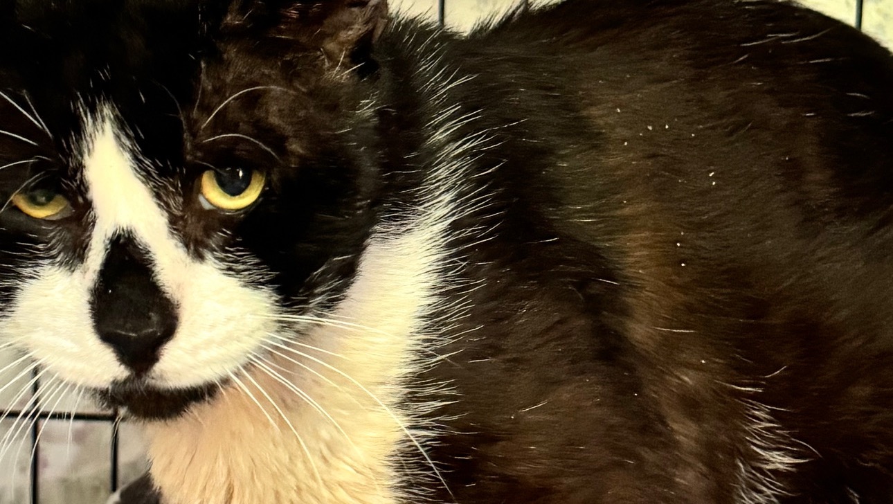 Fundraiser by Adonica Byrd : DANZIG the cat need your help!