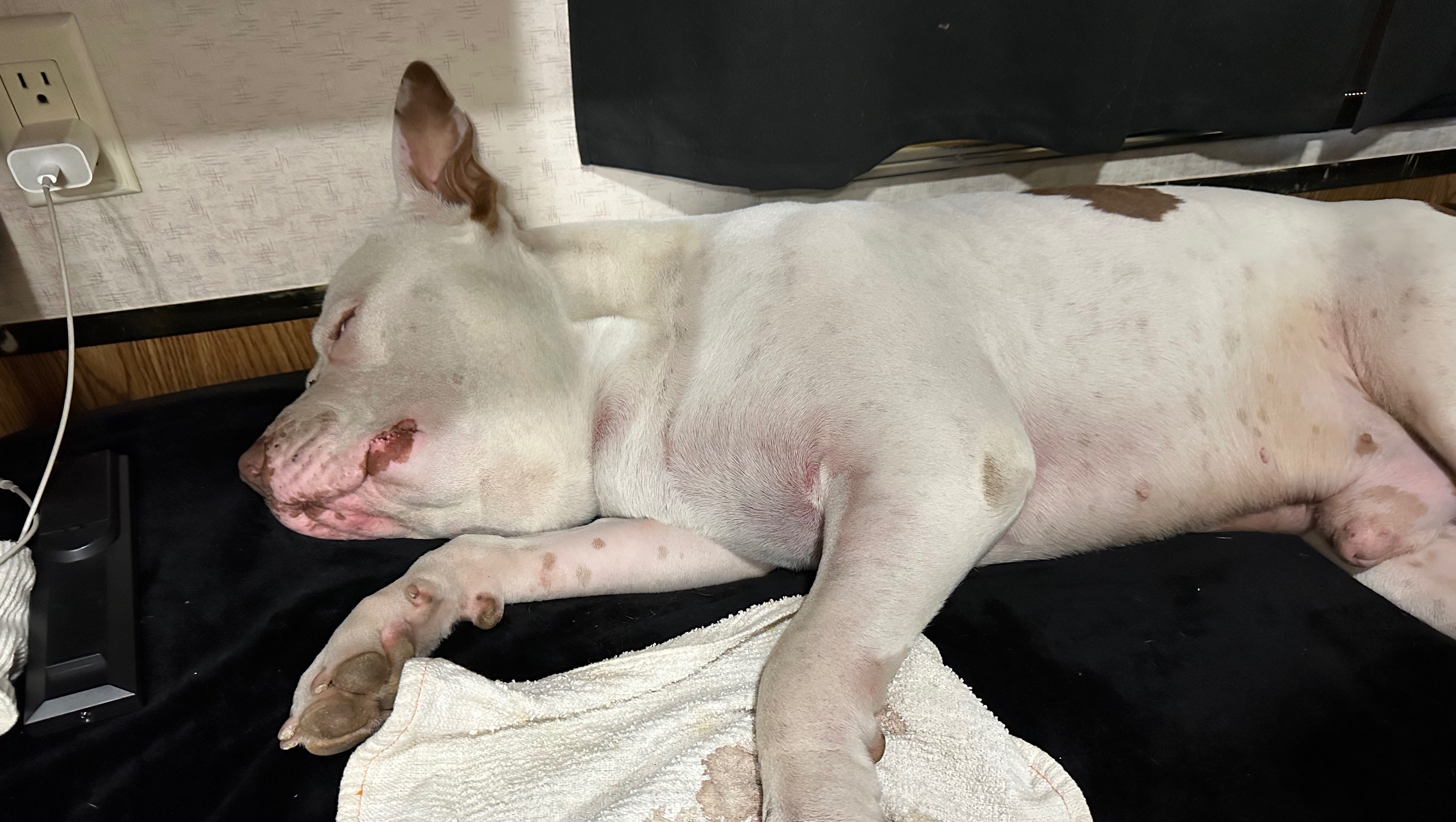 Fundraiser for Brian Gilmore by James Dunn : Support James' Pup in ...