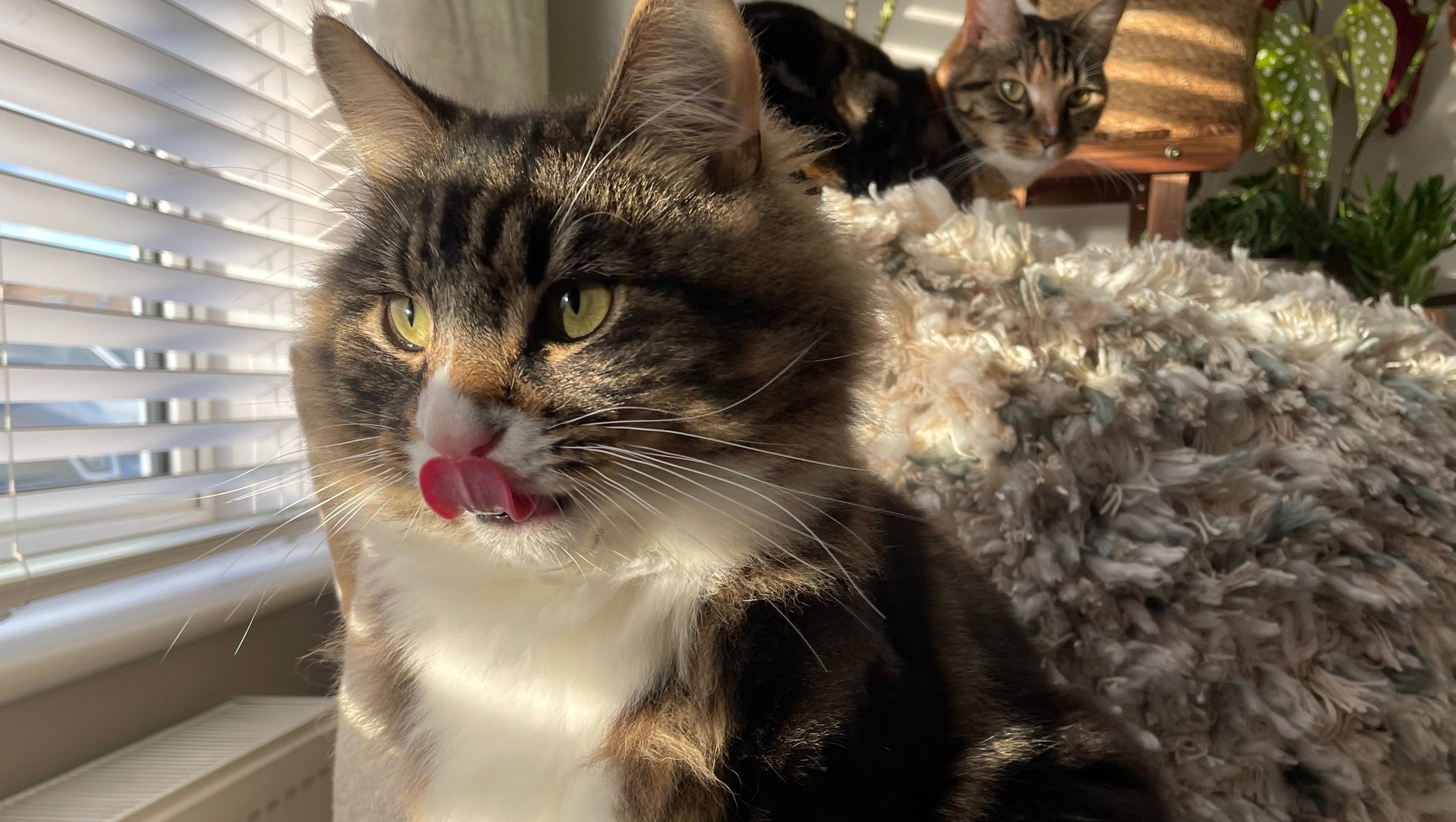 Fundraiser by Daisy Tanner : PLEASE HELP US GIVE LEO THE BEST CHANCE TO ...