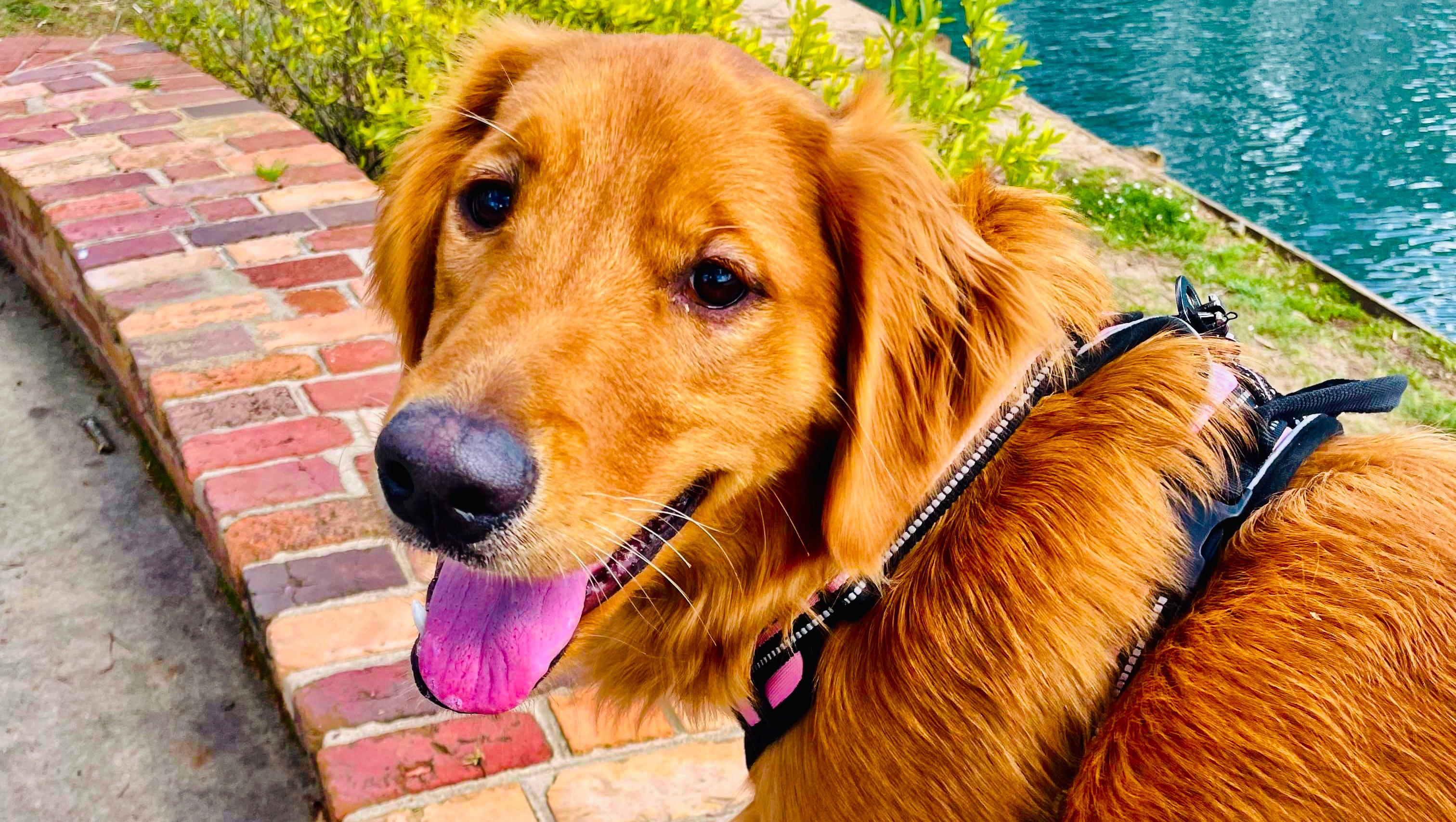 Fundraiser by Catherine Scott : Dollars for Daisy: Make Daisy Mae's ...