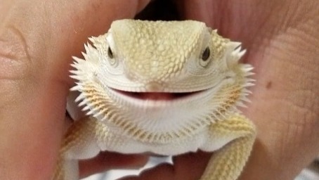 Fundraiser by Devin Gutierrez : Give Kugmo a Chance to Run Again