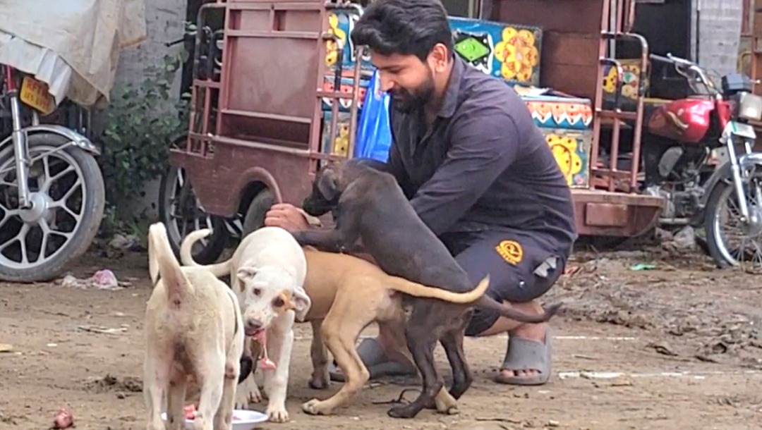 Fundraiser by Ashar Nadeem : Donate to Feed, Neuter, Spay and Treat the ...