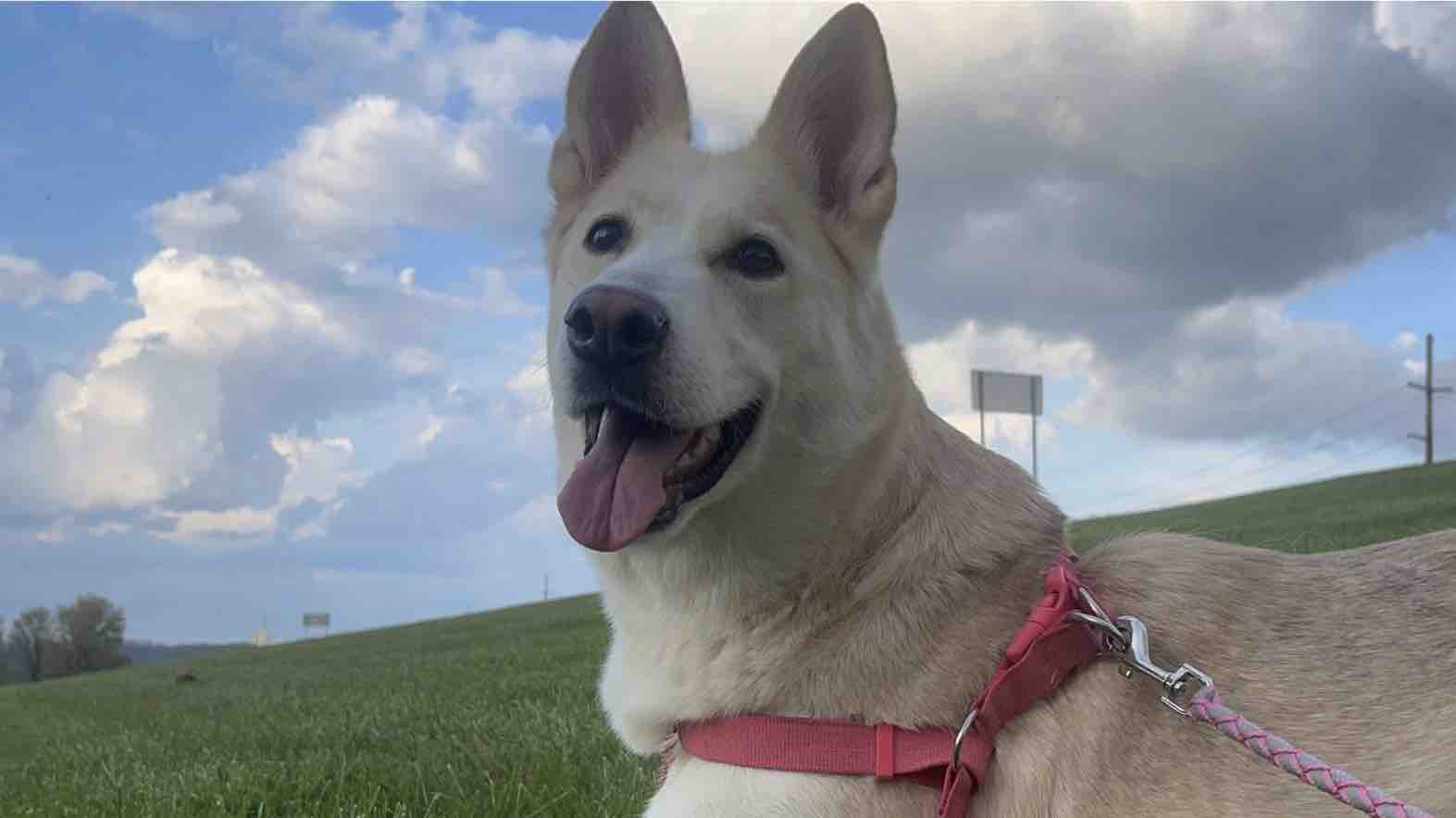 Fundraiser by Victoria Ramey : Help Arya get surgery