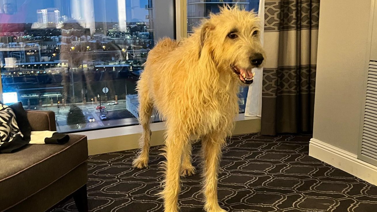 Fundraiser for Nathan Toth by Natalie Baker : Help Thor Fight Bone Cancer