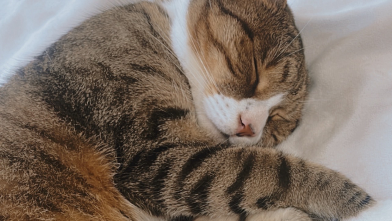 Fundraiser by Krysten Smith : Support Romeo's Life-Saving Surgery