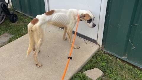 Fundraiser by Kaitlin Neal : Hope’s Recovery Fund