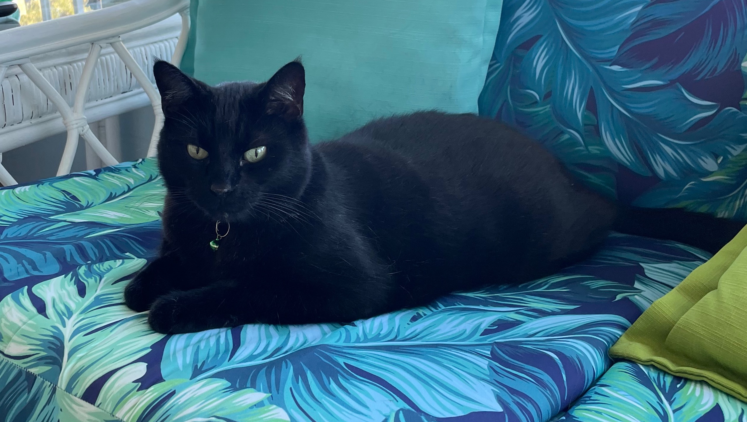 Fundraiser by Ashley Bechtloff : Help Leroy the Cat Get Back to ...