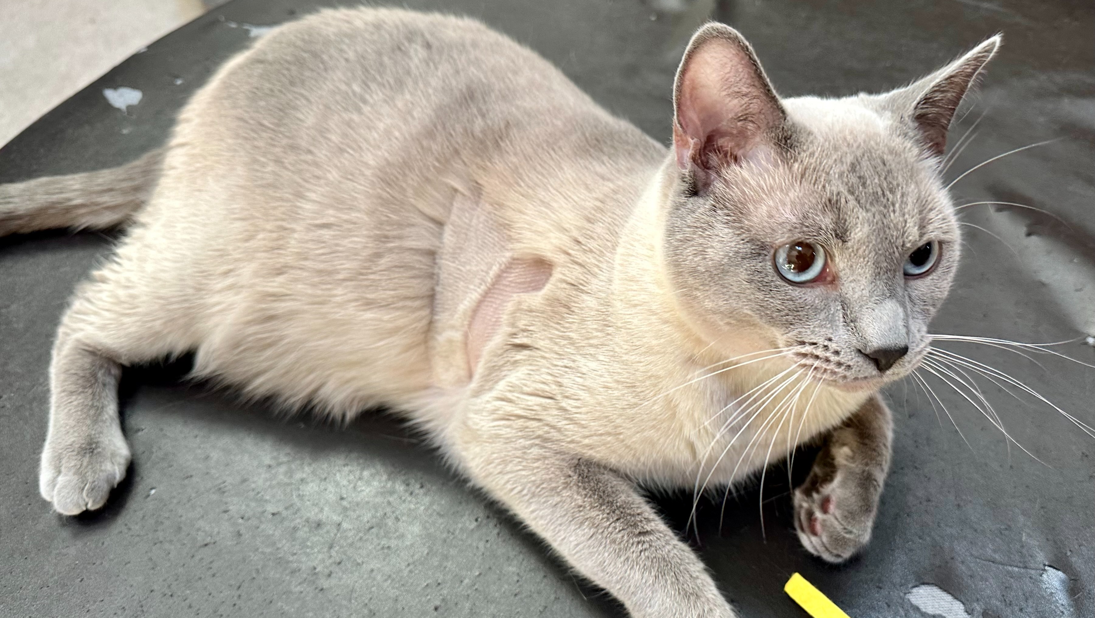 Fundraiser by Josh Lindquist : Support Amos' Lifesaving Treatment