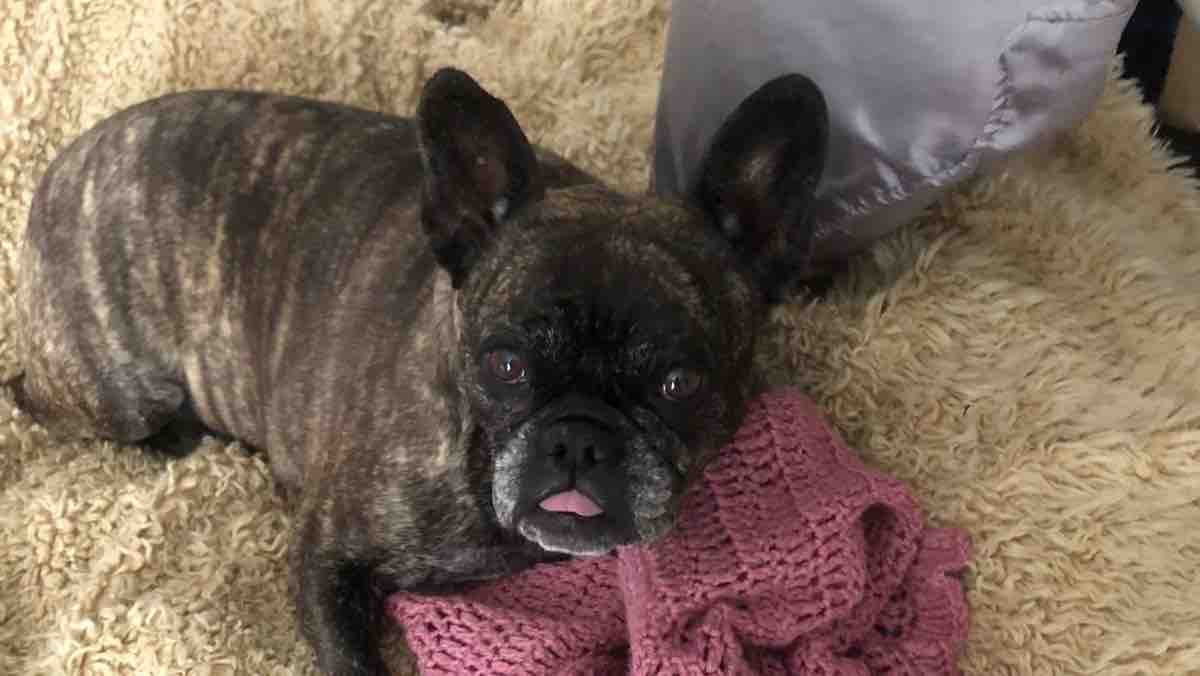 Fundraiser by Sandra Murphy : Coco