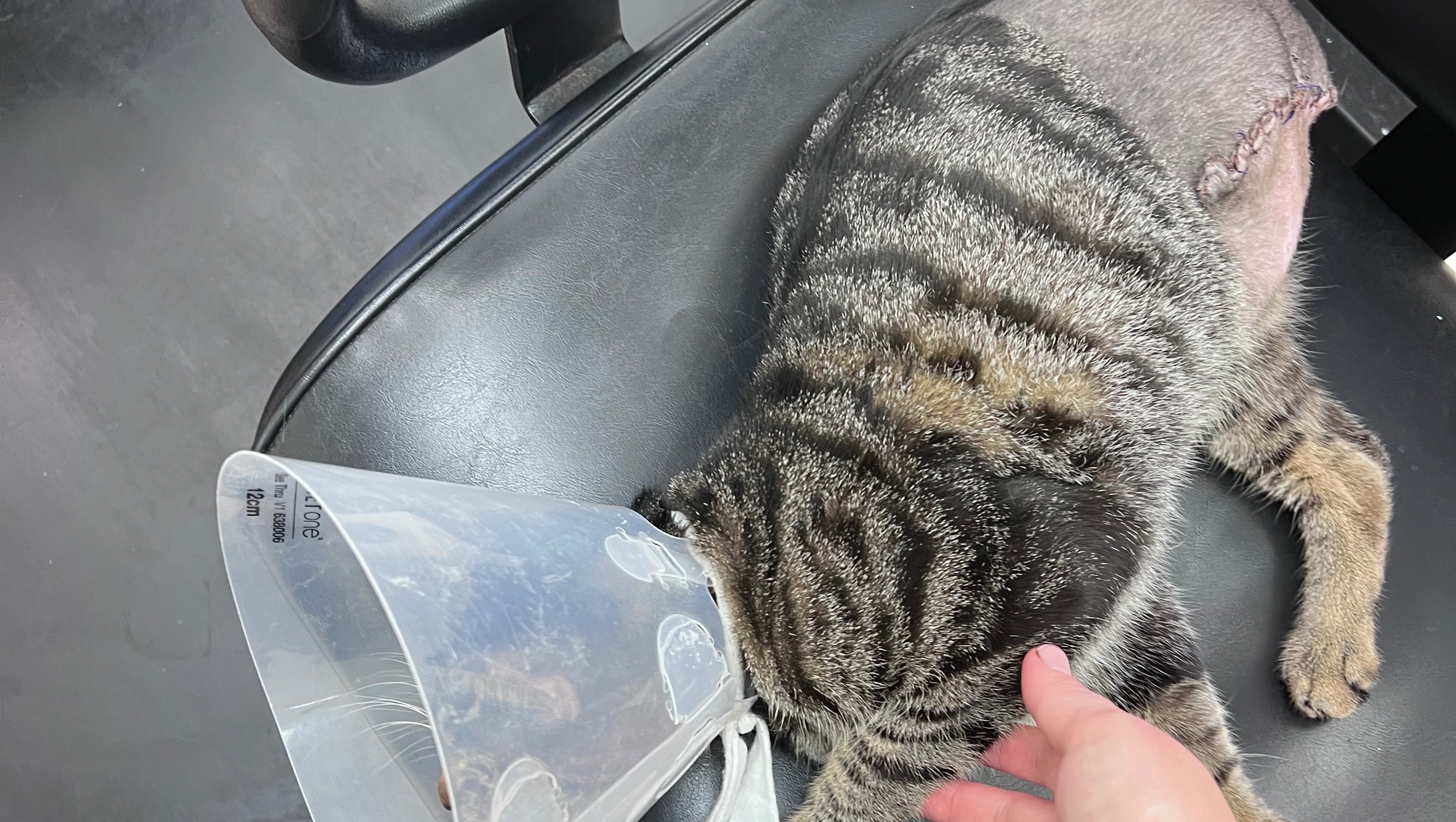 Fundraiser by Alexis Pollock : Help Sweet Bobbie to get Lifesaving Care