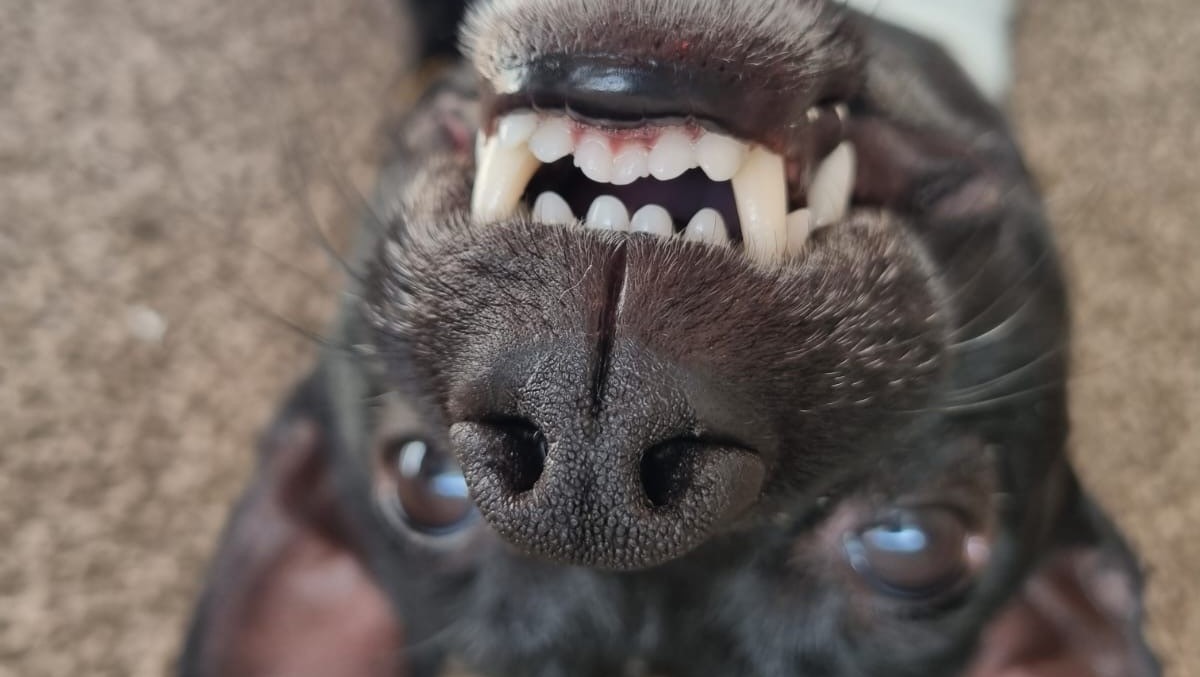 Fundraiser for Emma McKenna by Tom Maughan : Help save John