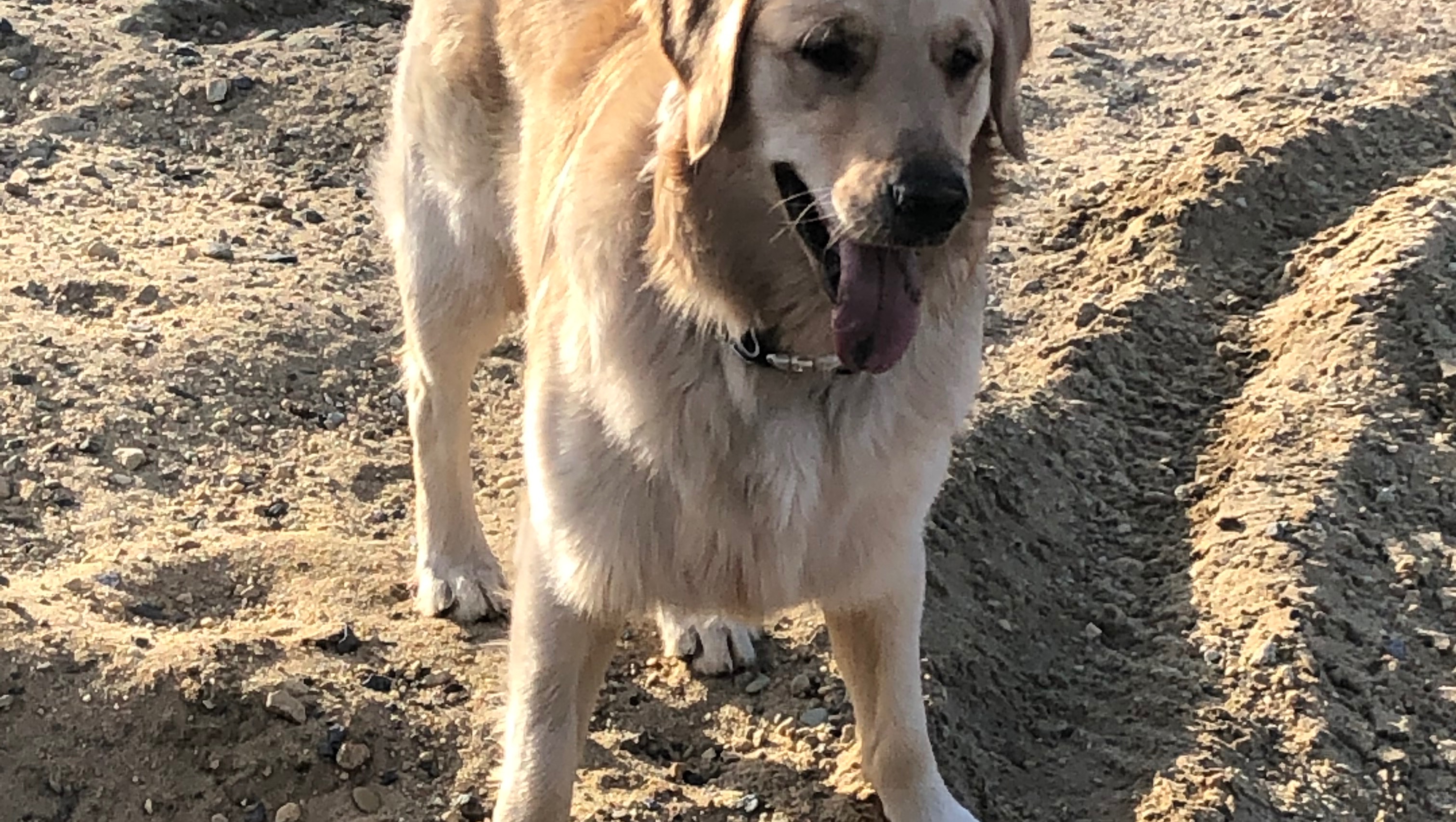 Fundraiser by Stephen Beane : Support Sully's $8,000 Surgery Costs