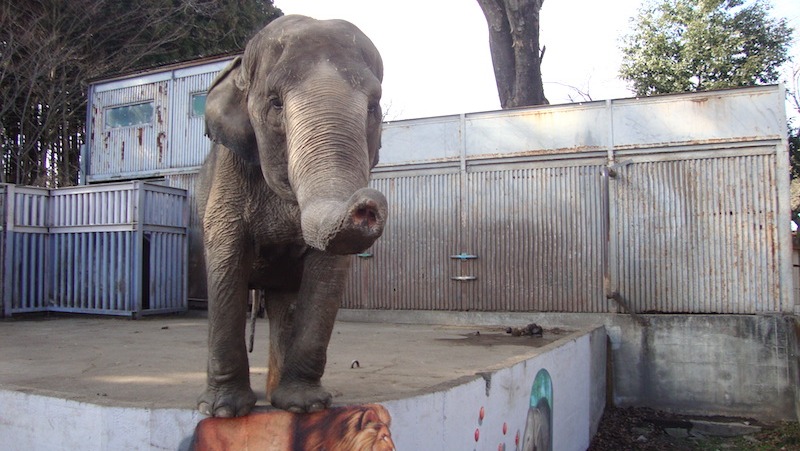 Fundraiser by Ulara Nakagawa : Give Hope to Japan's Captive Elephants