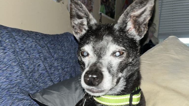 Fundraiser for Kayla MacLarion by Karen Glorioso : Senior dogs being ...