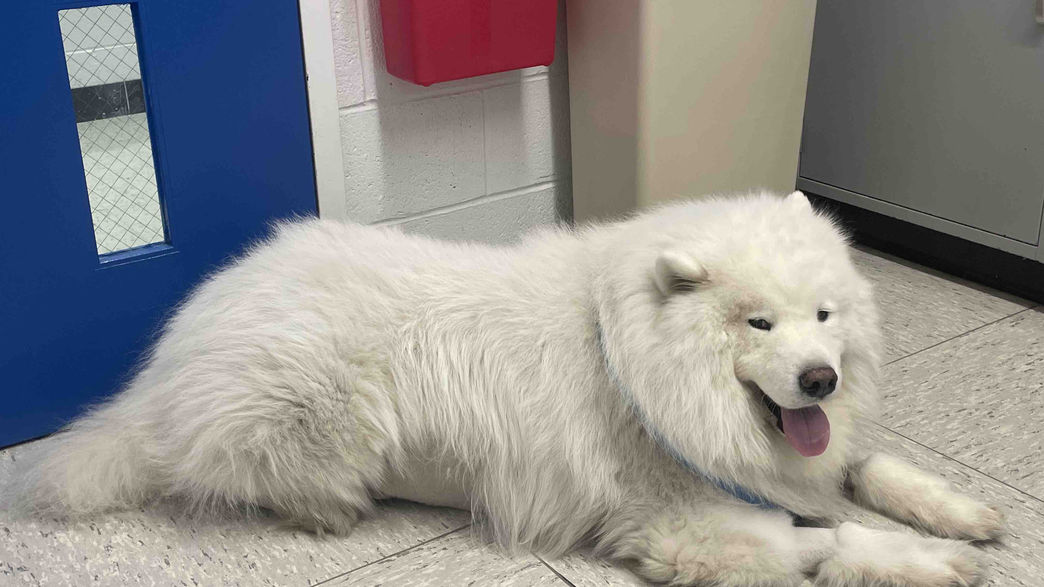 Fundraiser for Kristen Pedersen by Emily Rick : Ollie Emergency Surgery ...