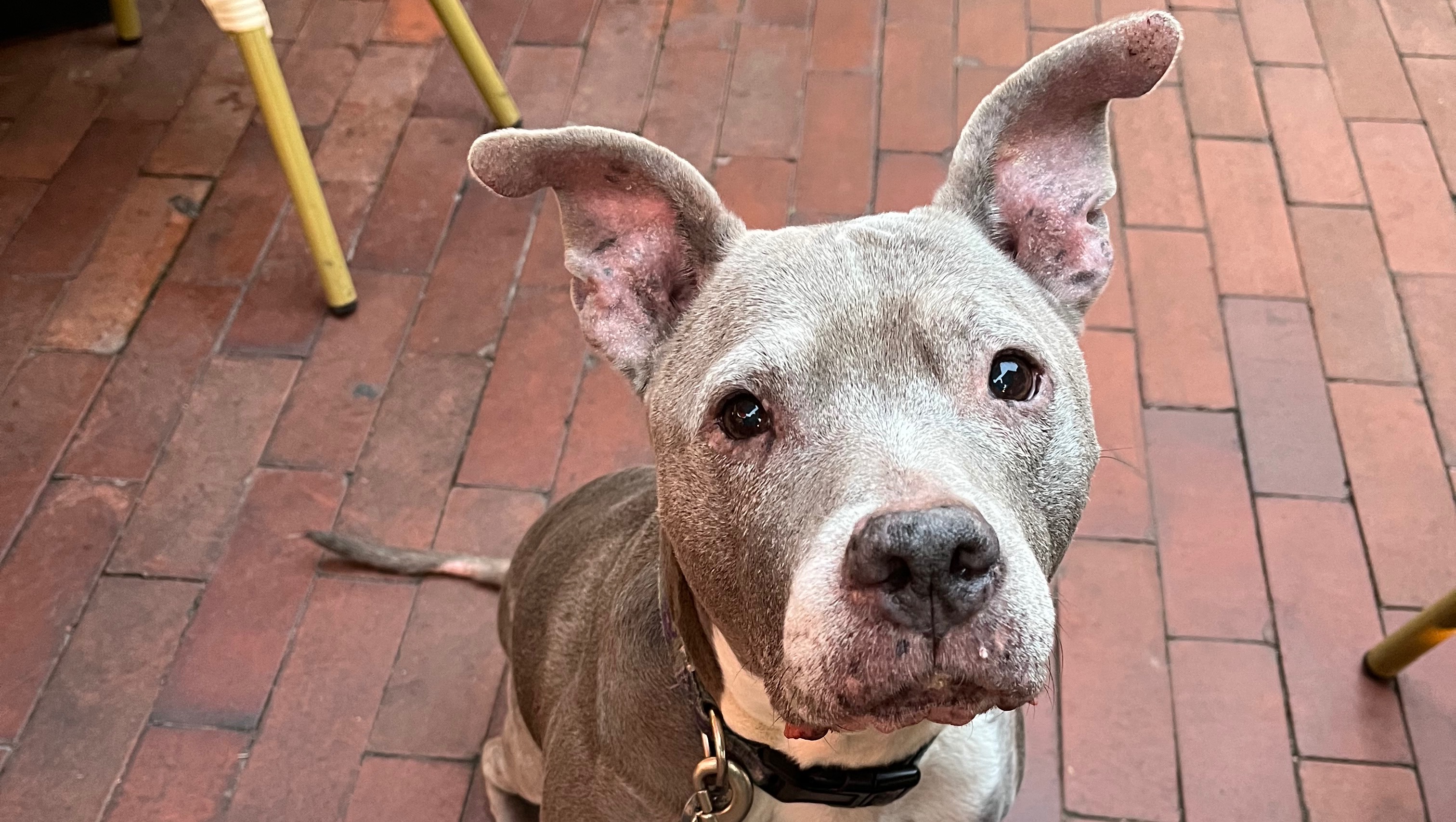 Fundraiser by Jamie Jagerman : Help Griff's Surgery Costs