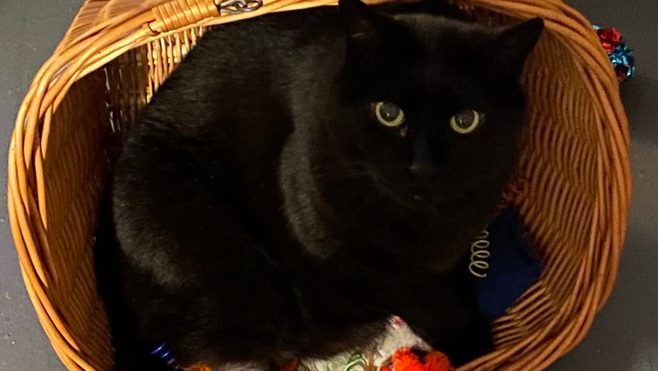 Fundraiser by Laura Puryear : Save Baby: Amanda's Beloved Cat in Need