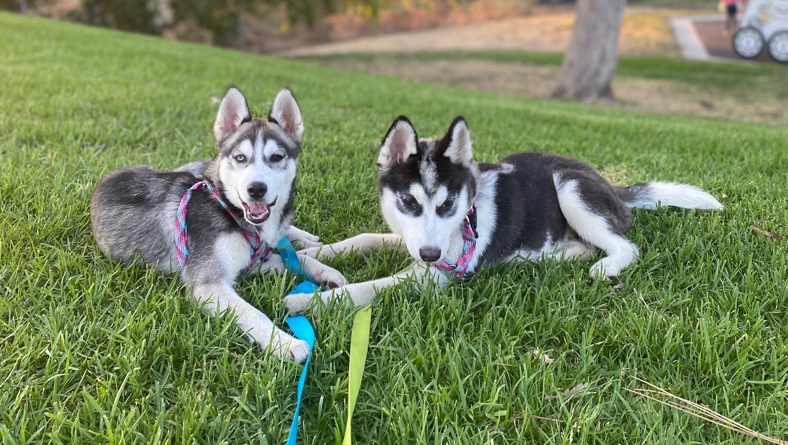 Fundraiser by Felicia Marquez : Support Felicia's Mission to Rescue ...