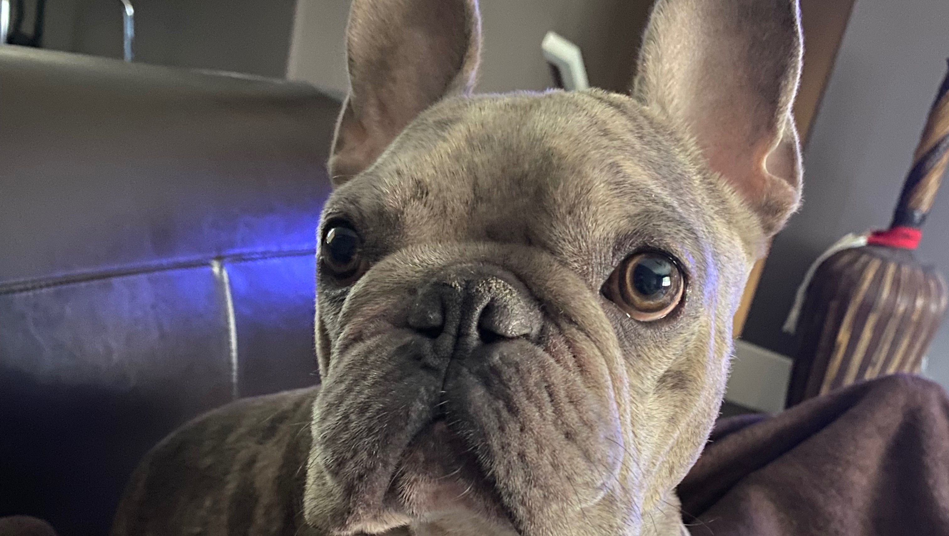 Fundraiser for Paula Vargas by Darla Walter : Donate for Ash's Life ...