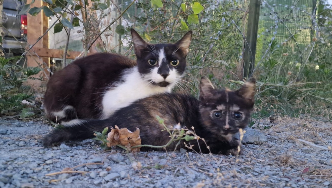 Fundraiser by Michelle Rossiter : Help Rehome Loving Mum and her Kitten ...