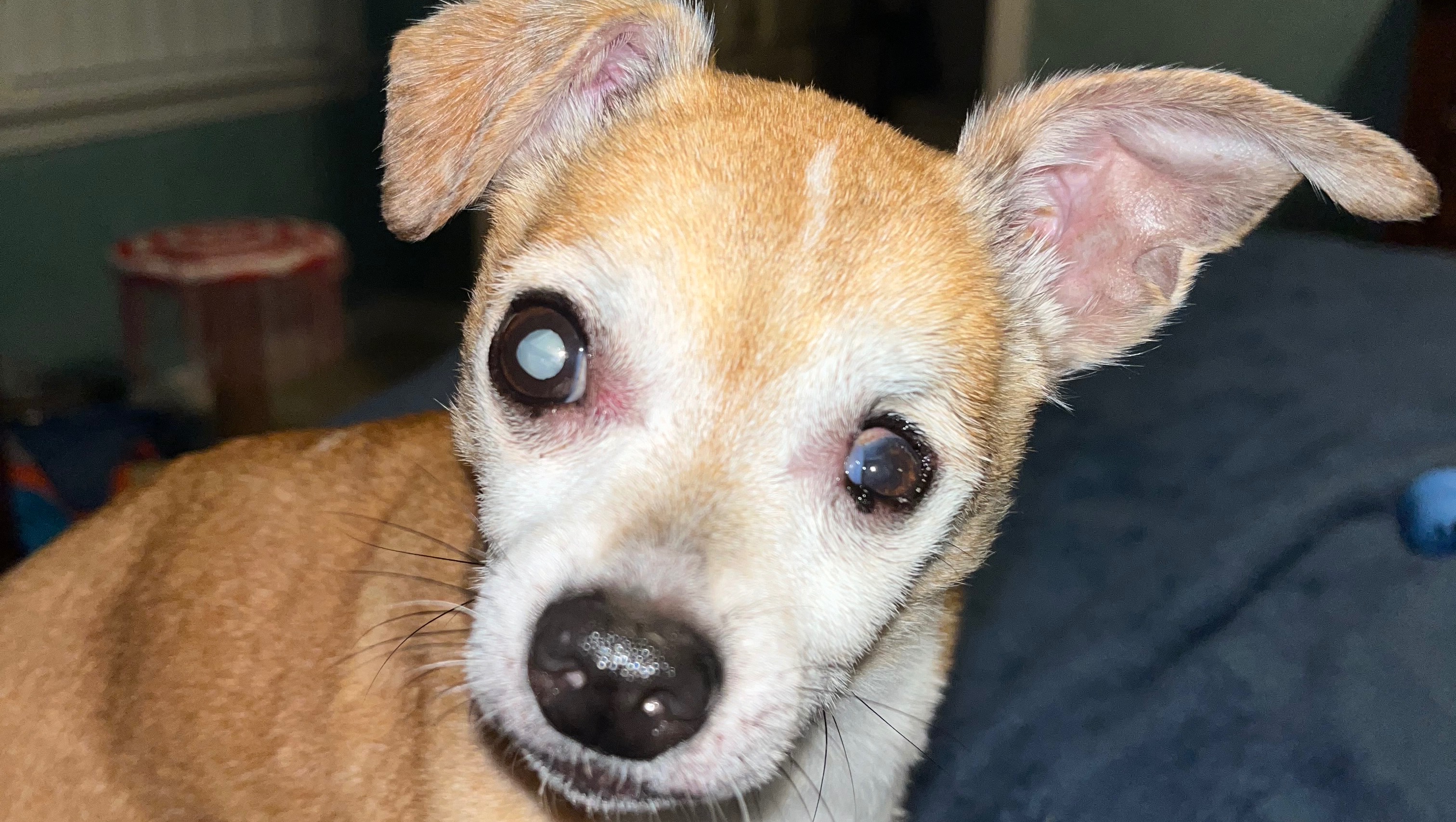 Fundraiser by Erin Juarez : Help Sully Get Eye Surgery