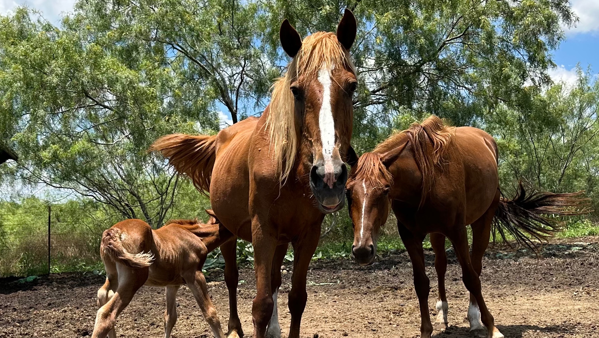 Fundraiser by Izzy Collins : Ms. Ruby's Life-Saving Dental Surgery and ...