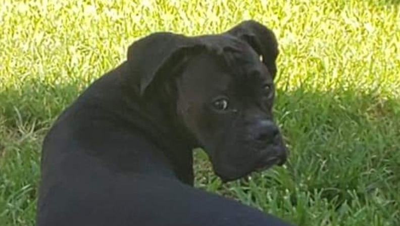 Fundraiser by Tracey Mountjoy-Cross : Help the Cross Family's Boxer ...